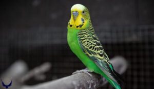450+ Parakeet Names (Best Bird Names for Parakeets)