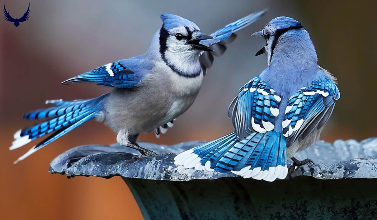 Do Blue Jays Mate for Life? (Blue Jays Mating Habits 2024)