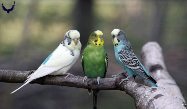 450+ Parakeet Names (Best Bird Names for Parakeets)