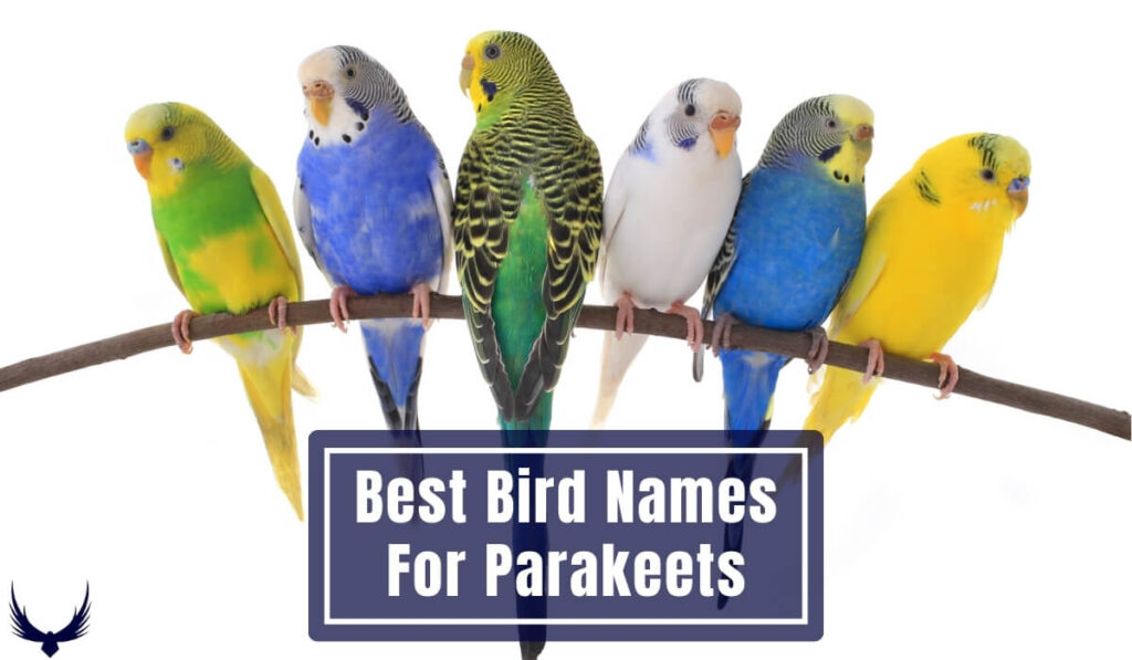 450+ Parakeet Names (Best Bird Names for Parakeets)