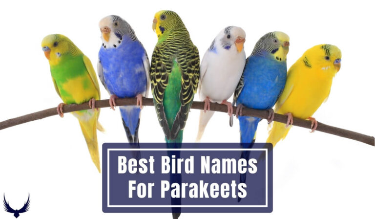 450+ Parakeet Names (Best Bird Names for Parakeets)