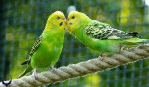 450+ Parakeet Names (Best Bird Names for Parakeets)