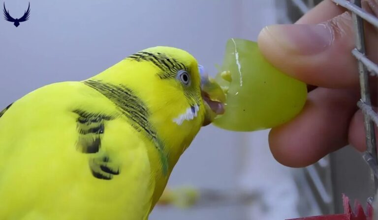 What Do Parakeets Eat A Detail Guide To Parakeets Diet 2024
