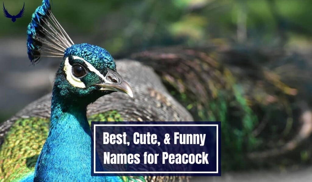 300+ Peacock Names 2025 (Best & Funny Names for Peacock)