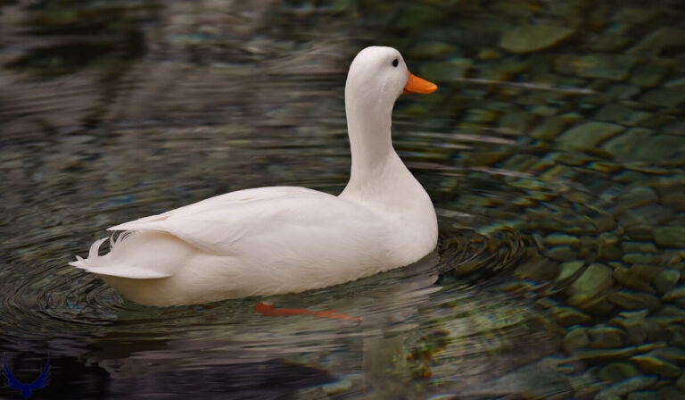 450+ Cute Duck Names with Generator for Feathered Friend