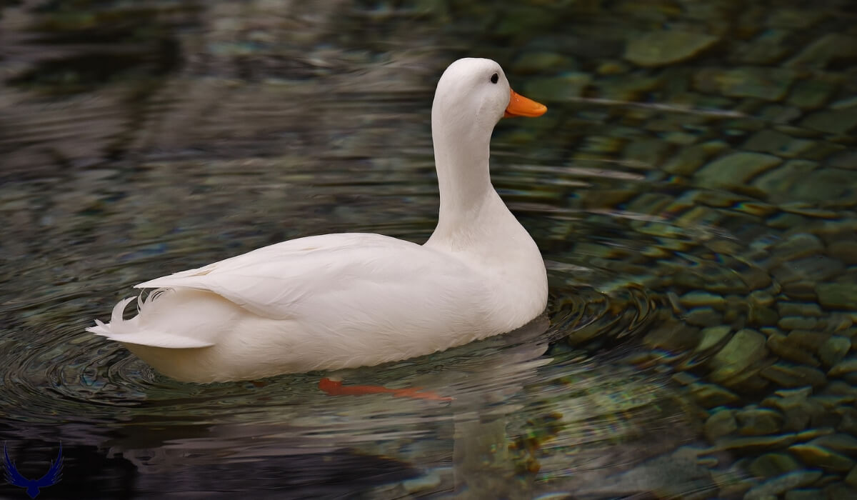 450+ Cute Duck Names with Generator for Feathered Friend