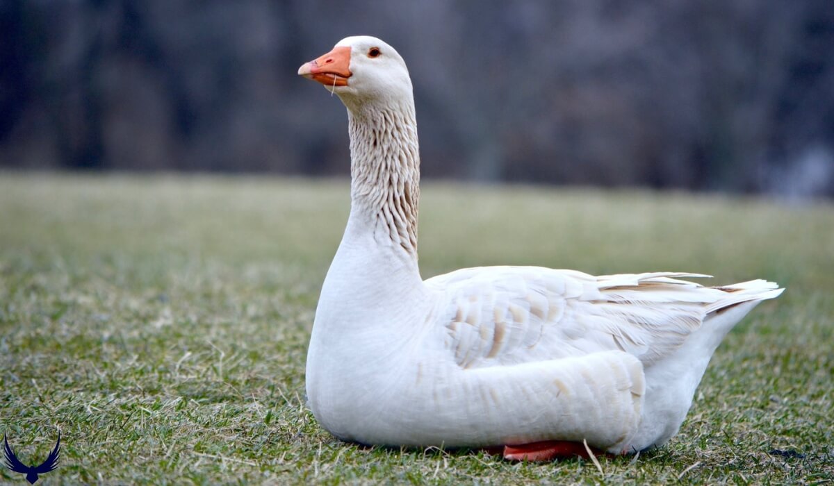 400+ Unique Goose Names with Generator 2024 - Birds Aura