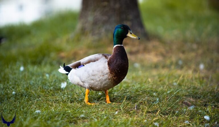 450+ Cute Duck Names with Generator for Feathered Friend