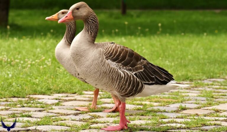 400+ Unique Goose Names with Generator 2024 - Birds Aura