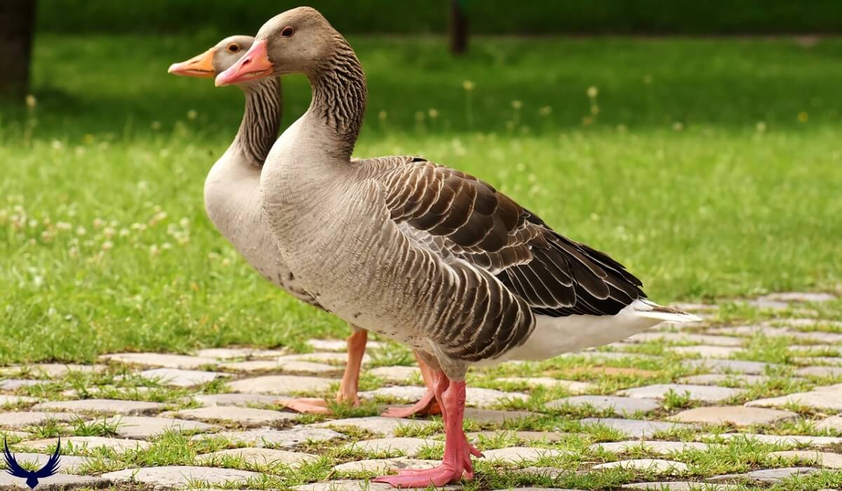 400+ Unique Goose Names with Generator 2024 - Birds Aura