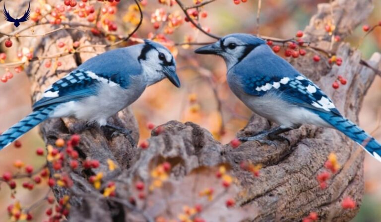 Do Blue Jays Mate for Life? (Blue Jays Mating Habits 2024)