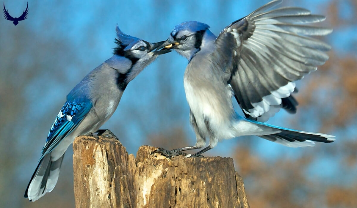 Do Blue Jays Mate for Life? (Blue Jays Mating Habits 2024)