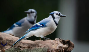 Do Blue Jays Migrate: When, Where, & Why They Migrate