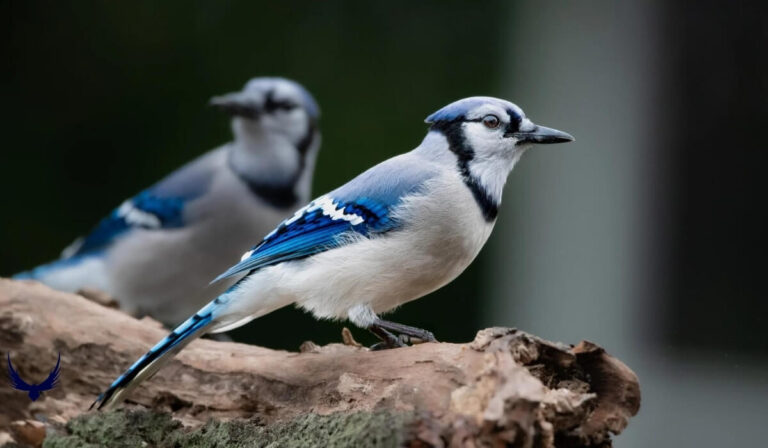 Do Blue Jays Migrate: When, Where, & Why They Migrate
