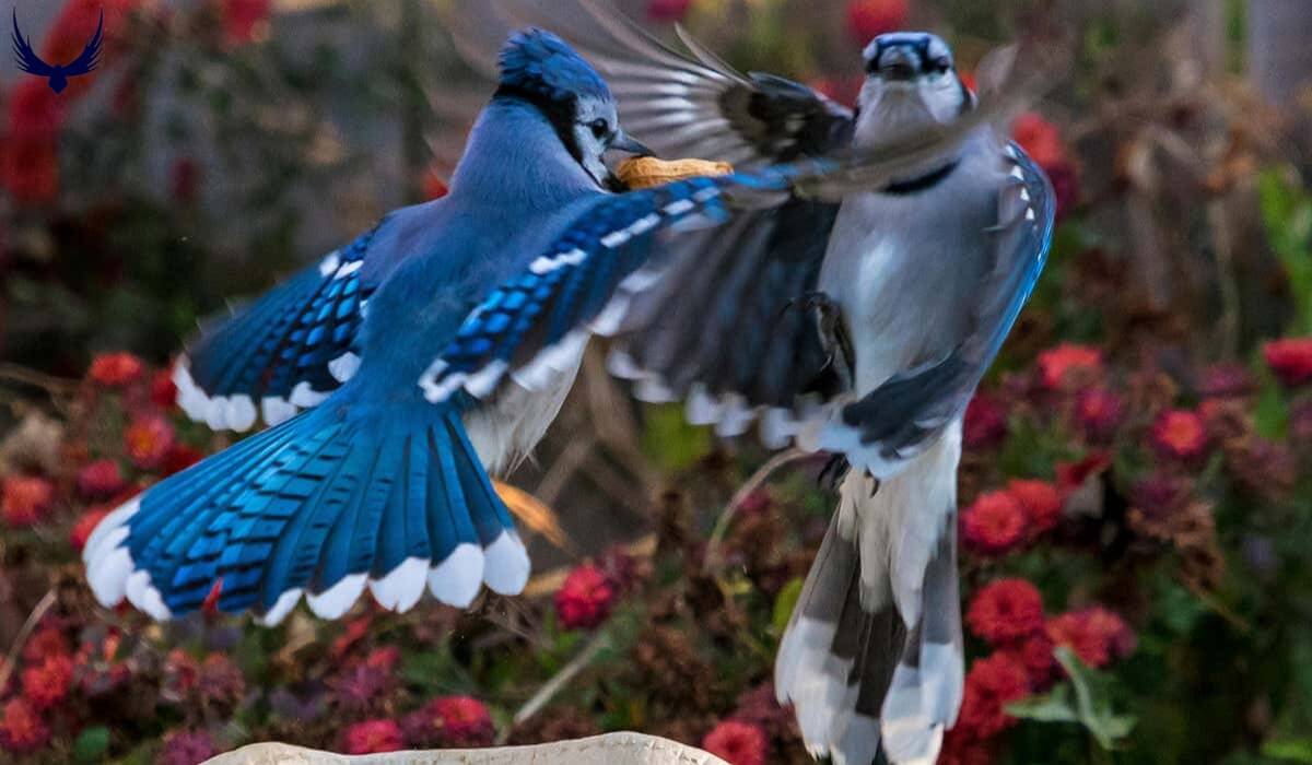 Do Blue Jays Mate for Life? (Blue Jays Mating Habits 2024)