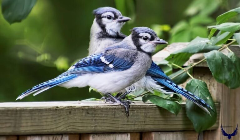 Do Blue Jays Migrate: When, Where, & Why They Migrate