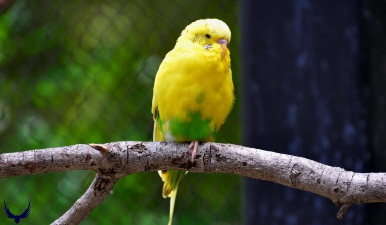 450+ Parakeet Names (Best Bird Names for Parakeets)