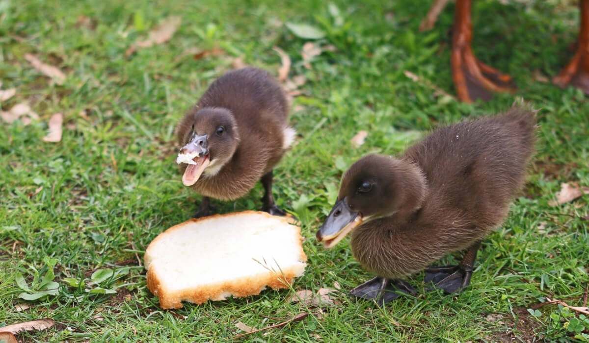 What Do Ducks Eat? Feeding Guide for Your Feathered Friend