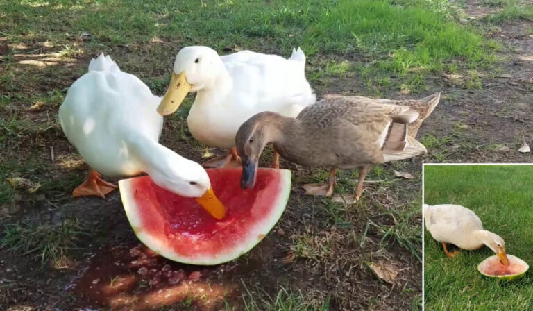 What Do Ducks Eat? Feeding Guide for Your Feathered Friend