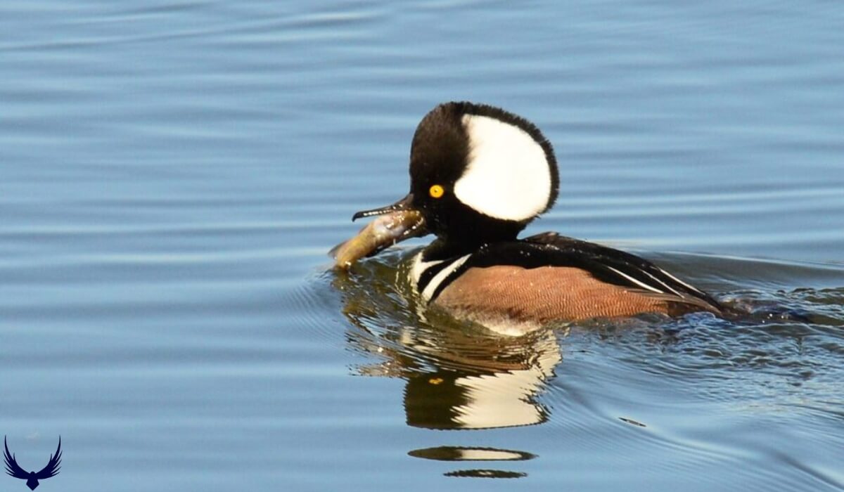 Do Ducks Eat Fish? How They Hunt & Feed on Aquatic Prey