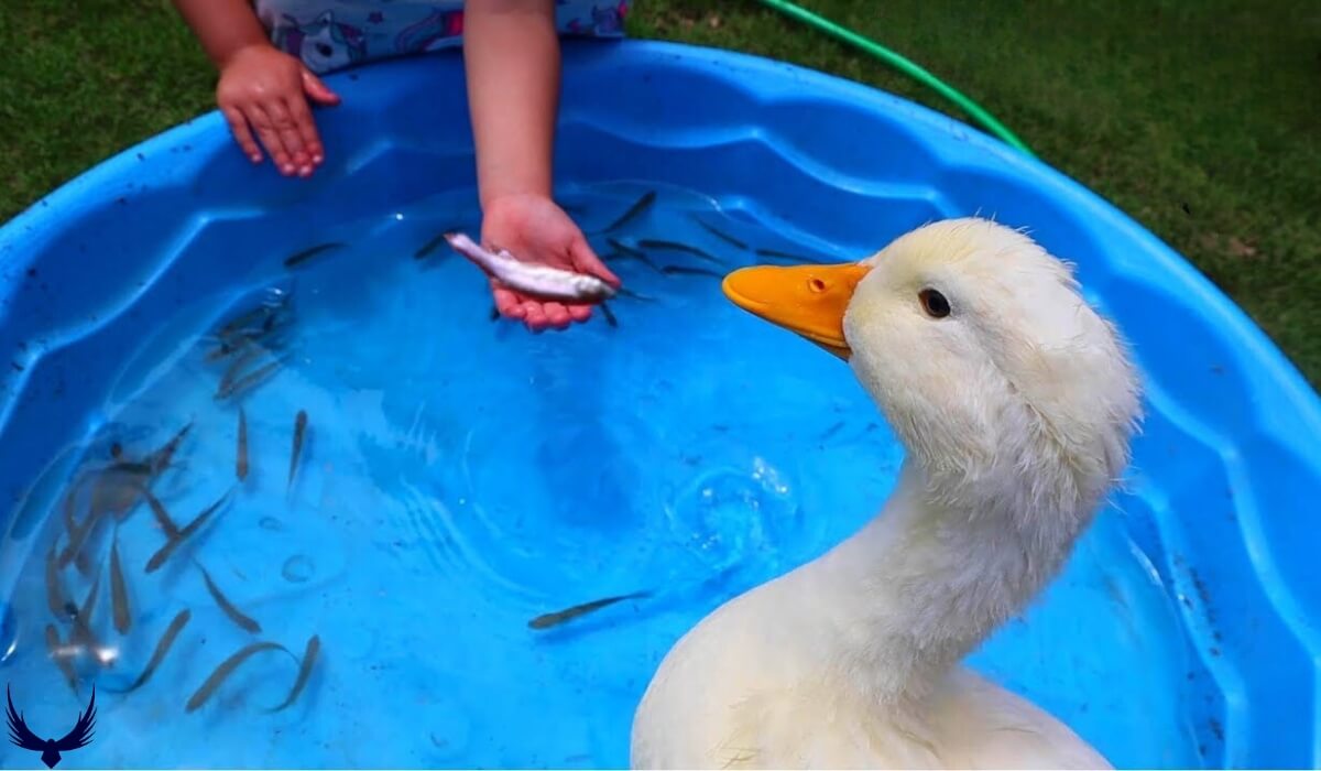 Do Ducks Eat Fish? How They Hunt & Feed on Aquatic Prey