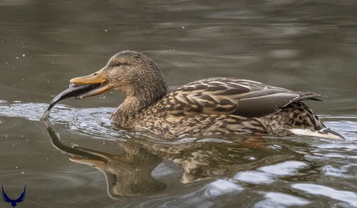 Do Ducks Eat Fish? How They Hunt & Feed on Aquatic Prey