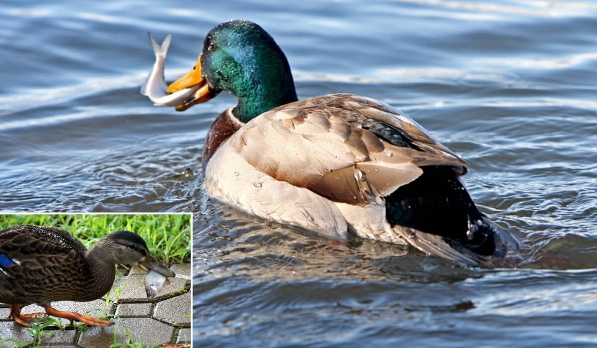 What Do Ducks Eat? Feeding Guide for Your Feathered Friend