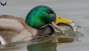 Do Ducks Eat Fish? How They Hunt & Feed on Aquatic Prey