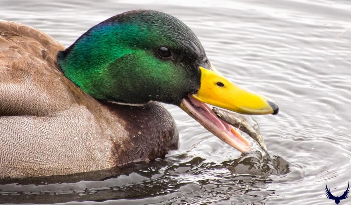 Do Ducks Eat Fish? How They Hunt & Feed on Aquatic Prey