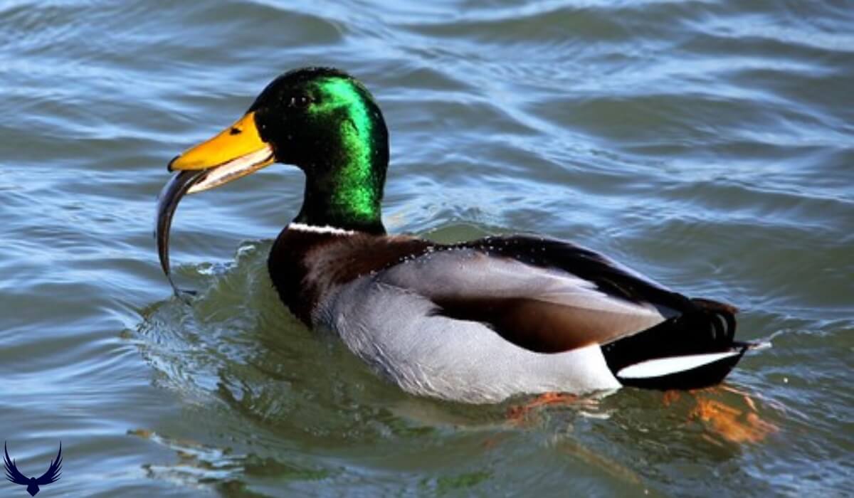 Do Ducks Eat Fish? How They Hunt & Feed on Aquatic Prey