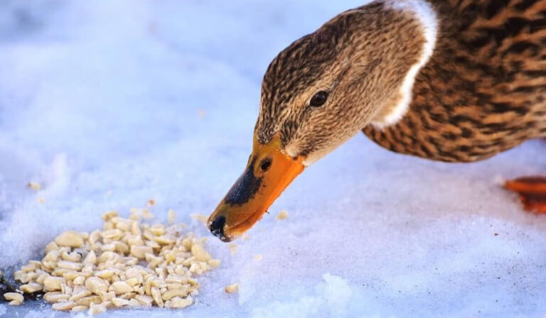 What Do Ducks Eat? Feeding Guide for Your Feathered Friend