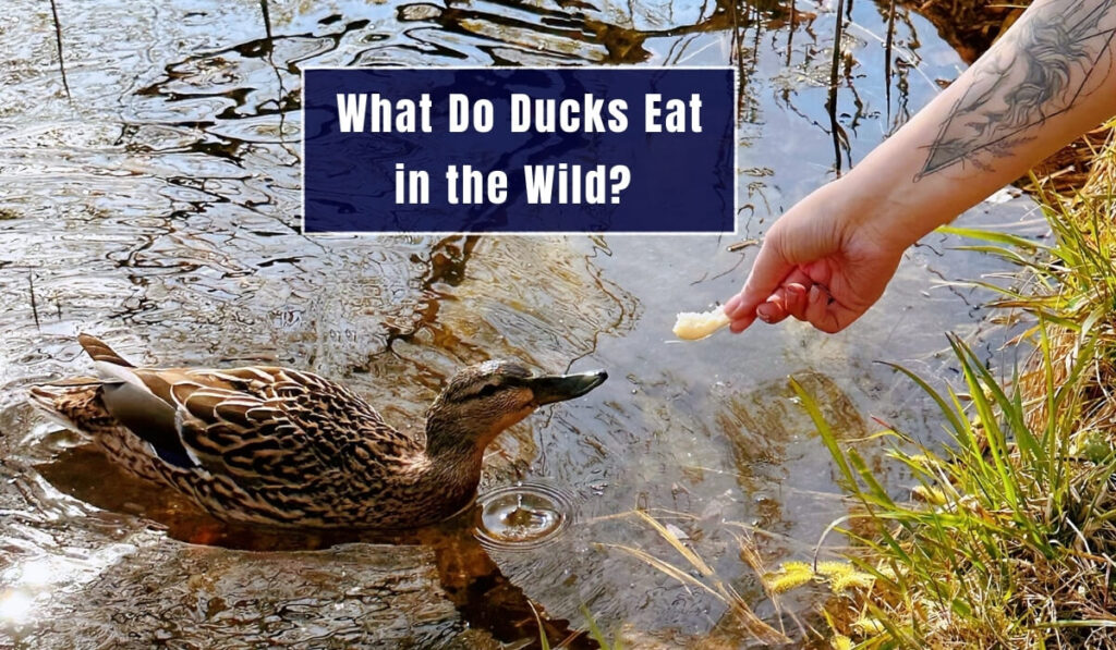 What Do Ducks Eat? Feeding Guide for Your Feathered Friend