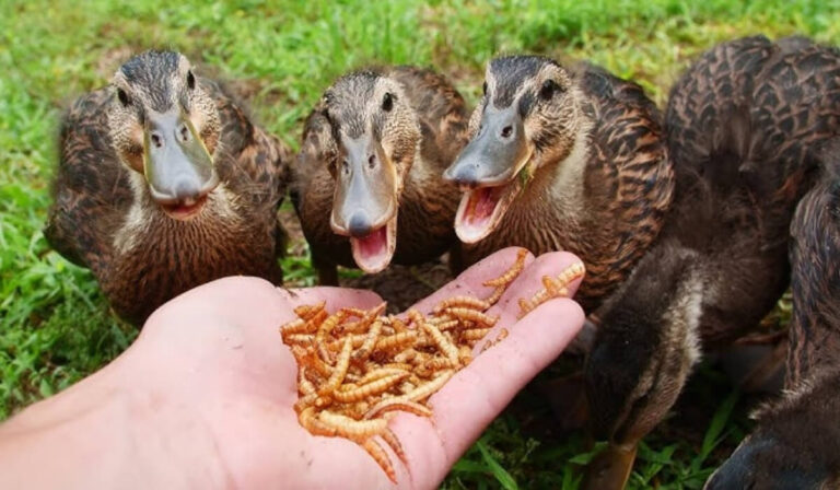 What Do Ducks Eat? Feeding Guide for Your Feathered Friend