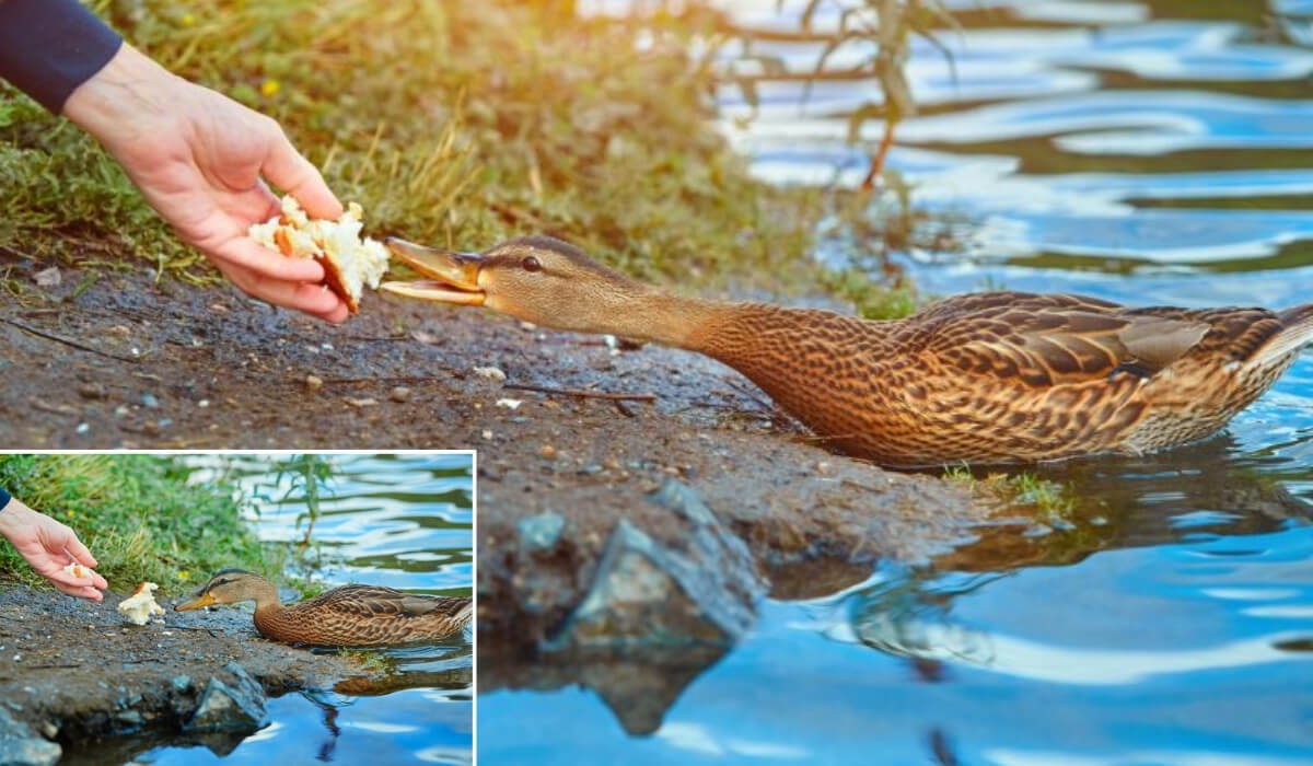 What Do Ducks Eat? Feeding Guide for Your Feathered Friend