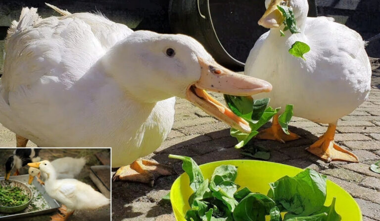 What Do Ducks Eat? Feeding Guide for Your Feathered Friend