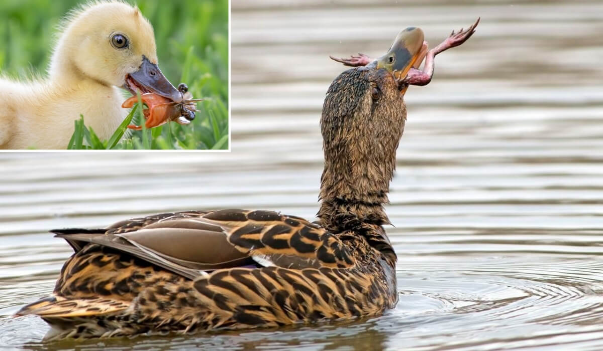 What Do Ducks Eat? Feeding Guide for Your Feathered Friend