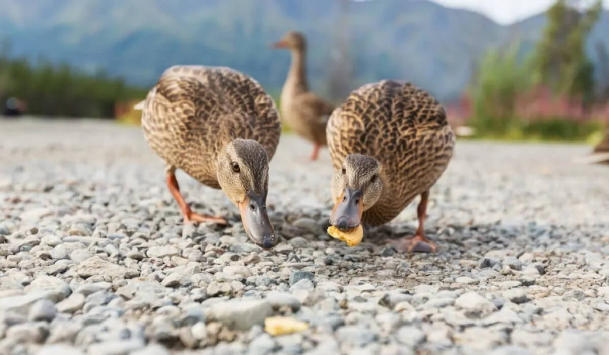 What Do Ducks Eat? Feeding Guide for Your Feathered Friend