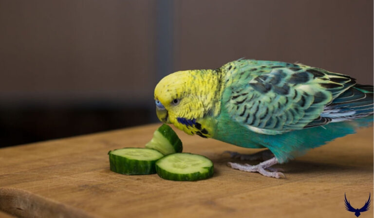 What Do Parakeets Eat: A Detail Guide to Parakeets Diet 2024