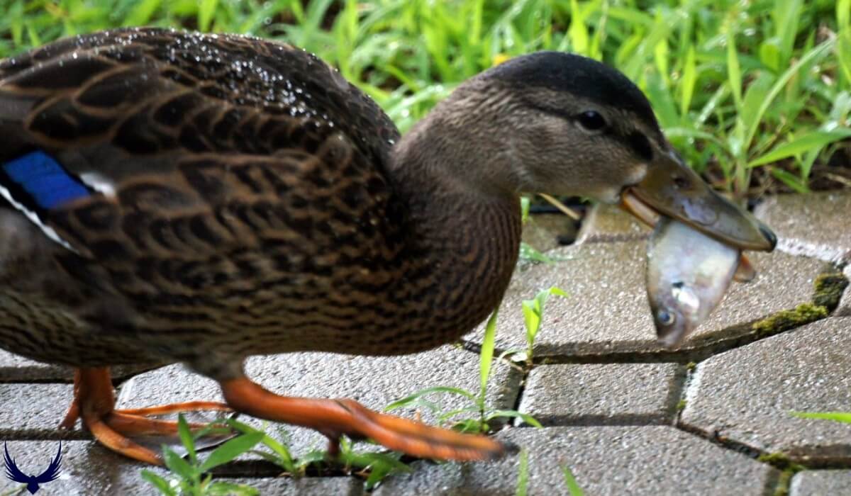 Do Ducks Eat Fish? How They Hunt & Feed on Aquatic Prey