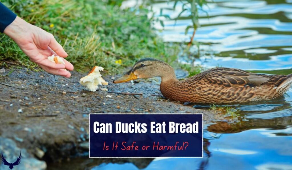 Can Ducks Eat Bread? Say No to Bread for Ducks 2026