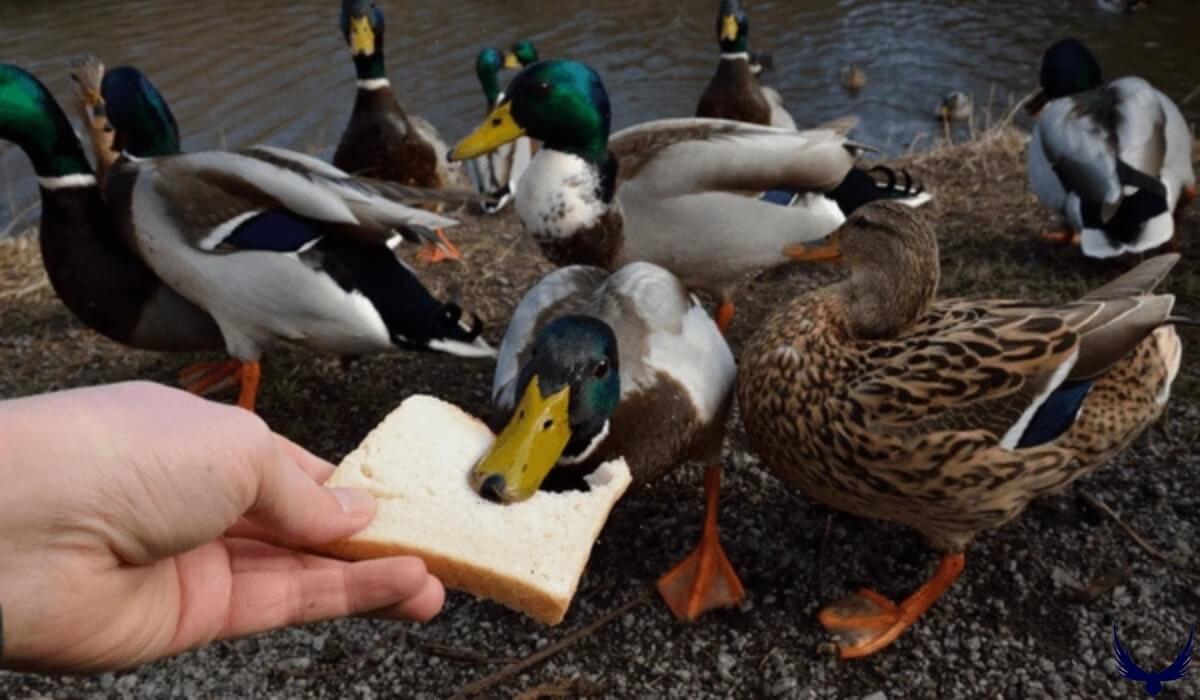 Can Ducks Eat Bread? Say No to Bread for Ducks 2025