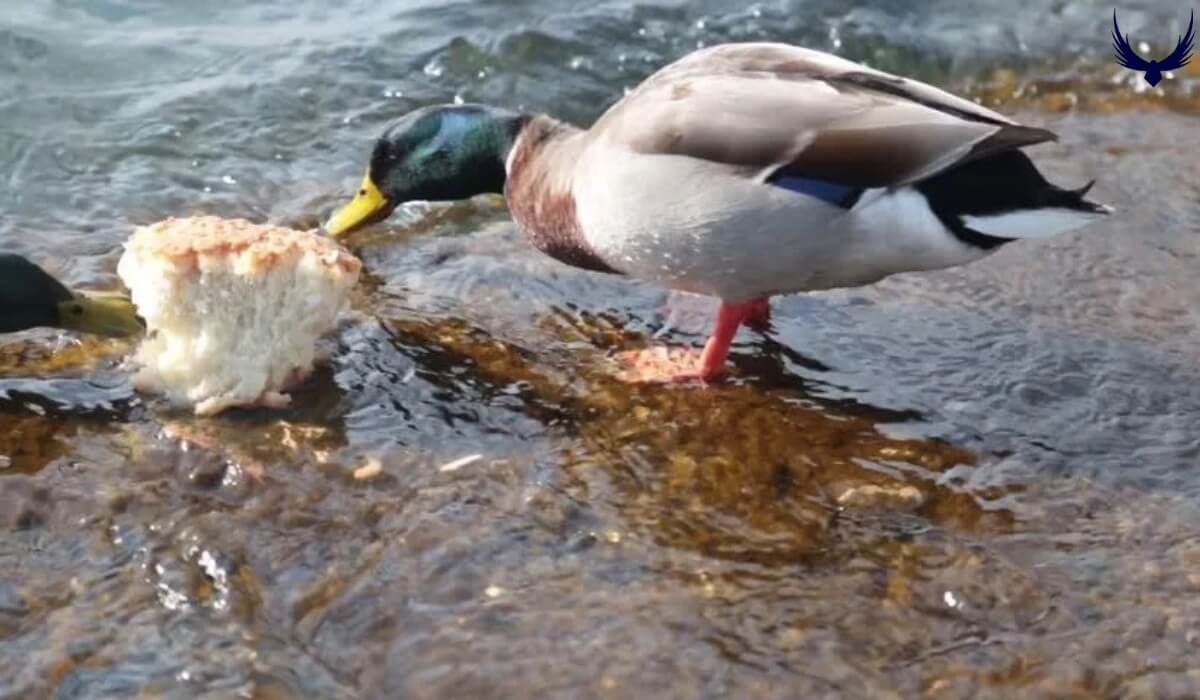 Can Ducks Eat Bread? Say No to Bread for Ducks 2025
