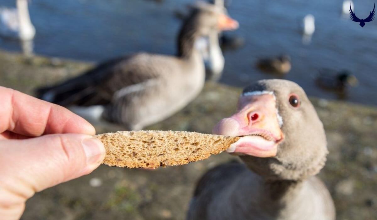 Can Ducks Eat Bread? Say No to Bread for Ducks 2026