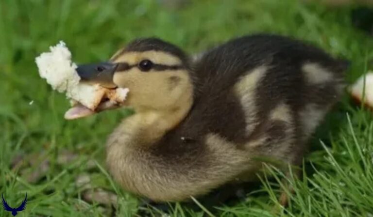 Can Ducks Eat Bread? Say No to Bread for Ducks 2026
