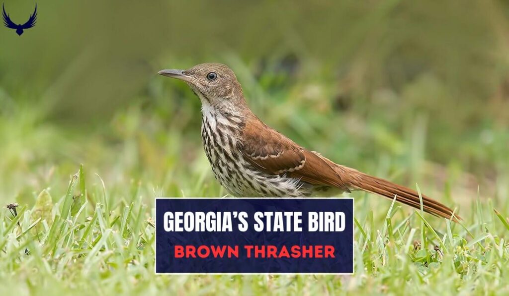 What is Georgia State Bird and Why Was it Chosen? 2025