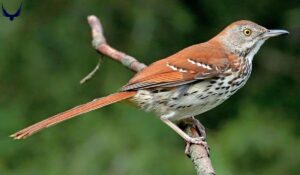 What is Georgia State Bird and Why Was it Chosen? 2026
