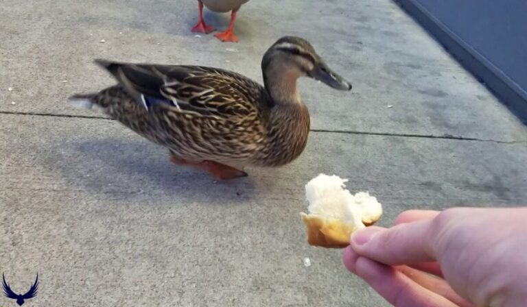 Can Ducks Eat Bread? Say No to Bread for Ducks 2025