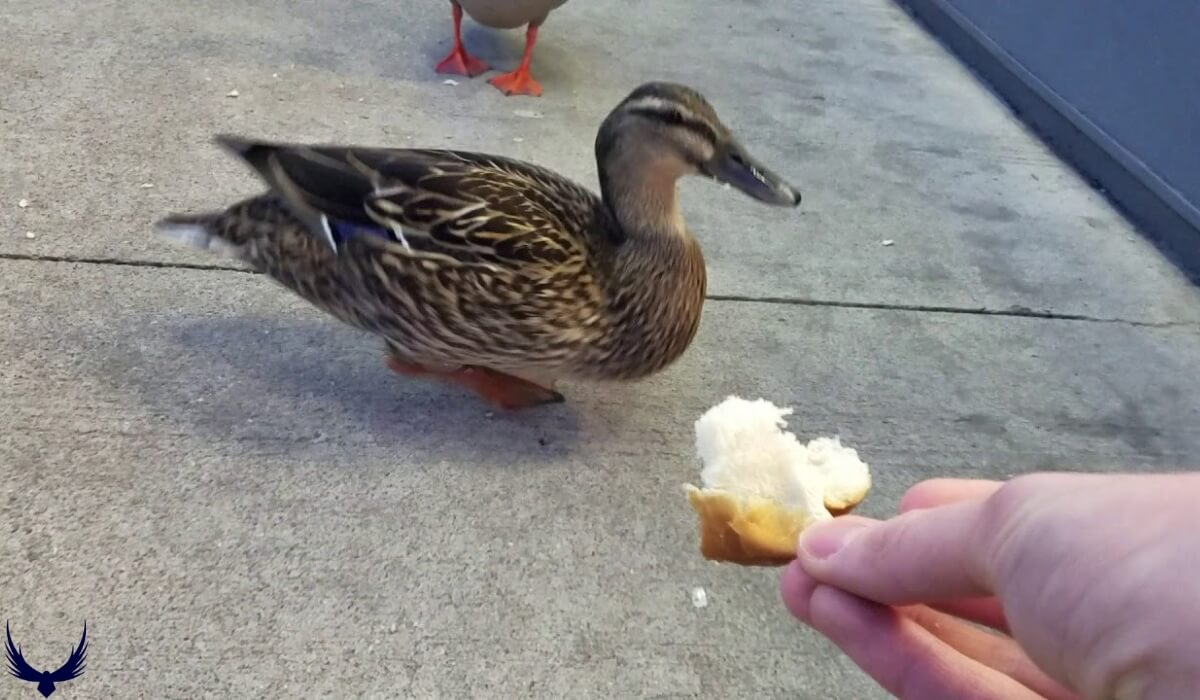 Can Ducks Eat Bread? Say No to Bread for Ducks 2025