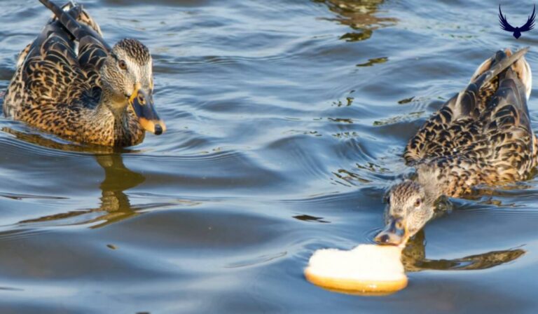 Can Ducks Eat Bread? Say No to Bread for Ducks 2025