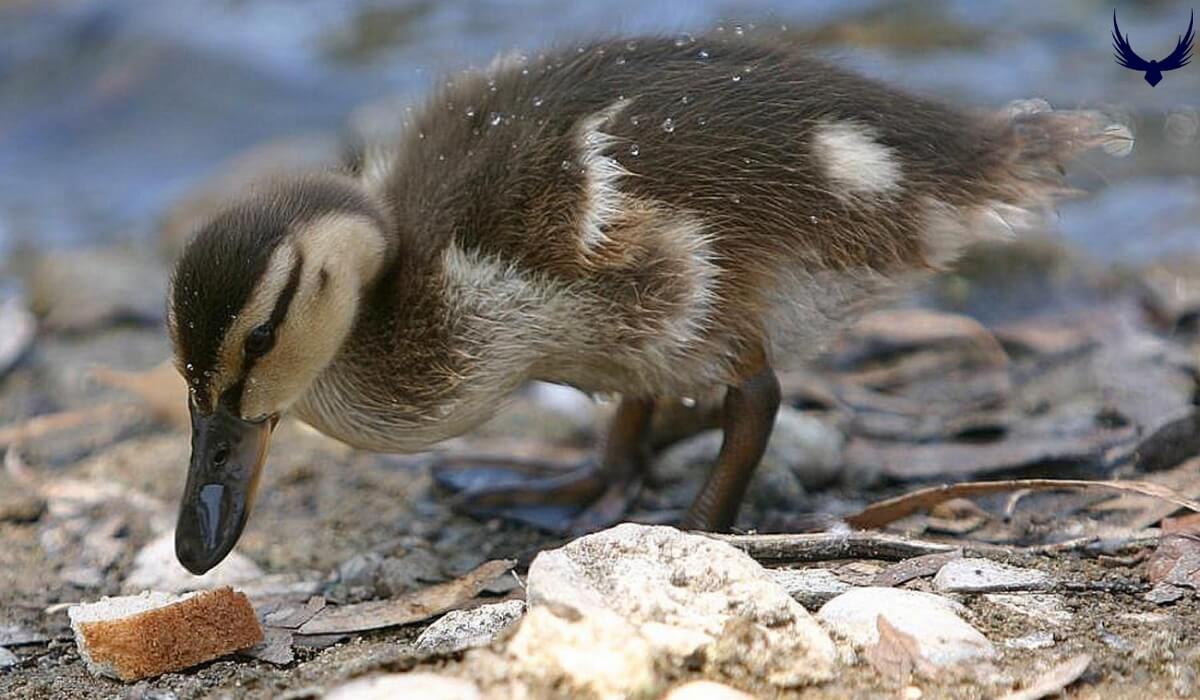 Can Ducks Eat Bread? Say No to Bread for Ducks 2026